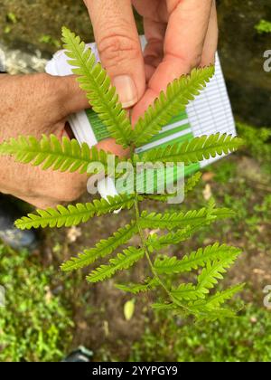 Parasitic Tri-vein Fern (Christella parasitica) Plantae Stock Photo - Alamy