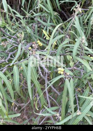 Wilga (Geijera parviflora Stock Photo - Alamy