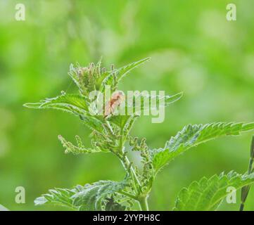 Marsh Snipe Fly (Rhagio tringarius Stock Photo - Alamy