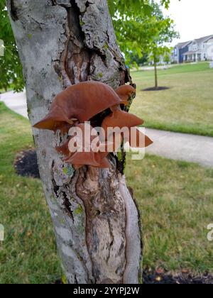 Jelly Tree Ear (Auricularia americana) Fungi Stock Photo - Alamy