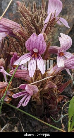 California Broomrape (Aphyllon californicum Stock Photo - Alamy