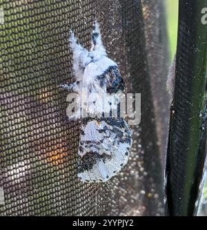 Zigzag Furcula Moth (Furcula scolopendrina Stock Photo - Alamy