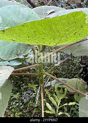 Giant Stinging Tree (Dendrocnide excelsa Stock Photo - Alamy