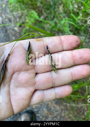 Alaska Large Awn Sedge (Carex macrochaeta Stock Photo - Alamy