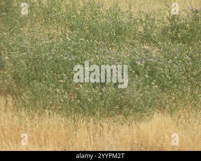 Russian knapweed (Rhaponticum repens Stock Photo - Alamy