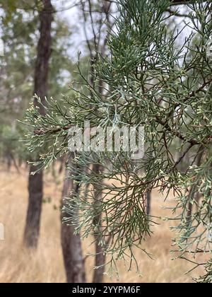 White Cypress-pine (Callitris glaucophylla Stock Photo - Alamy