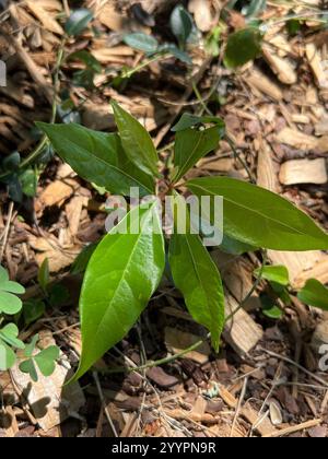 Camphor (Camphora officinarum Stock Photo - Alamy