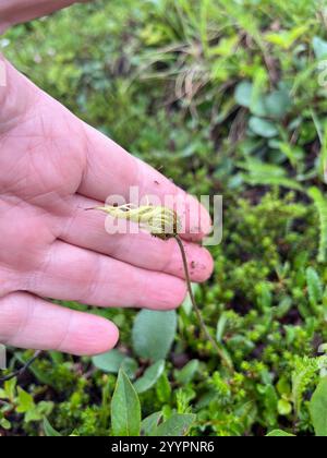 Alaska Mountain-avens (Dryas alaskensis Stock Photo - Alamy