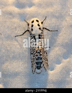 Wood leopard moth Zeuzera pyrina isolated on a white background Stock ...