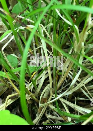 bur reed sedge (Carex sparganioides Stock Photo - Alamy