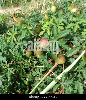 Alamo vine (Distimake dissectus Stock Photo - Alamy