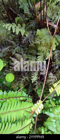 filmy ferns (Hymenophyllum Stock Photo - Alamy