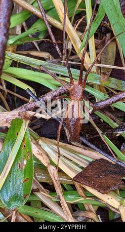 Rufous Net-casting Spider (Asianopis subrufa), Arachnida, Melbourne VIC ...