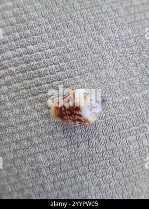 Rustic Dove-shell (Columbella rustica Stock Photo - Alamy