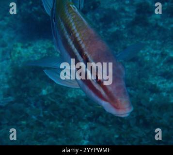Blacksaddle Goatfish (Parupeneus spilurus Stock Photo - Alamy