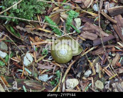 A Robust Lancetooth snail (Haplotrema vancouverense) emerging from its ...