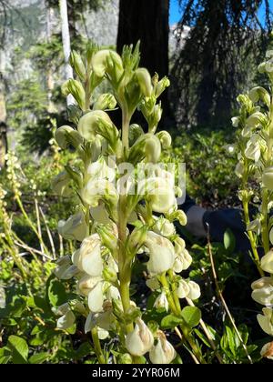 curved-beak lousewort (Pedicularis contorta Stock Photo - Alamy