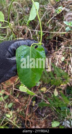 Common Milk Vine (Leichhardtia rostrata Stock Photo - Alamy