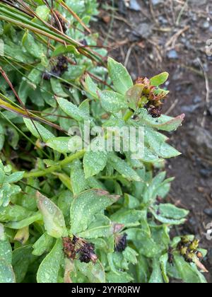 western roseroot (Rhodiola integrifolia Stock Photo - Alamy