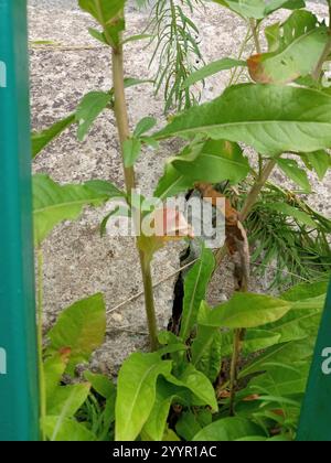 Red-stalked evening primrose (Oenothera rubricaulis Stock Photo - Alamy