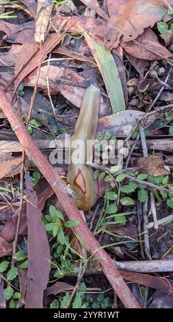 Red Triangle Slug (Triboniophorus graeffei Stock Photo - Alamy