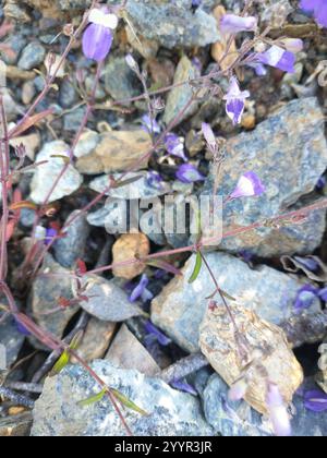 narrowleaf blue-eyed Mary (Collinsia linearis Stock Photo - Alamy