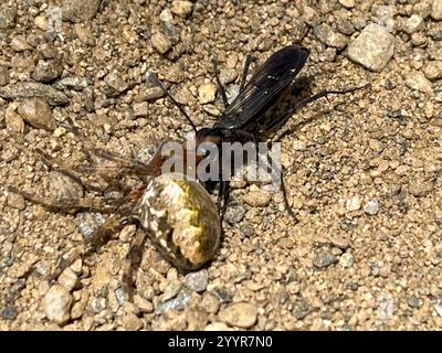 Spider Wasps (Pompilidae Stock Photo - Alamy