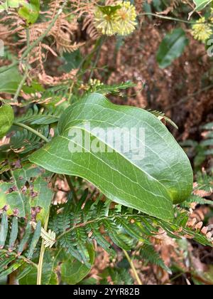 Austral Sarsaparilla (Smilax australis Stock Photo - Alamy