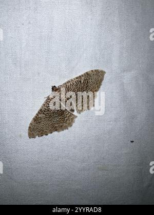 Scallop Shell Moths (Hydria undulata Stock Photo - Alamy