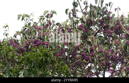 Giant Stinging Tree (Dendrocnide excelsa Stock Photo - Alamy