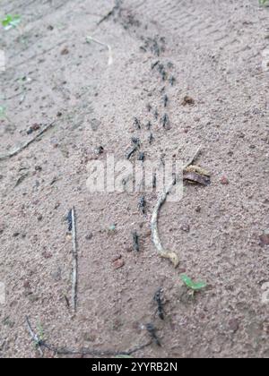 Matabele Ant (Megaponera analis Stock Photo - Alamy