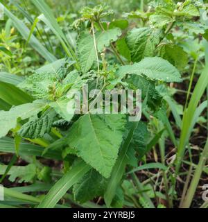 Hairy Croton (Croton hirtus Stock Photo - Alamy
