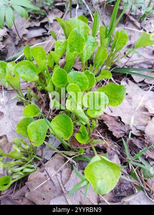 Broad-leaved Violet (Viola mirabilis Stock Photo - Alamy