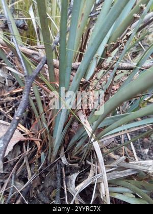 iron-grass (Lomandra multiflora dura Stock Photo - Alamy