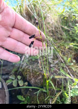 short-stalk sedge (Carex podocarpa Stock Photo - Alamy