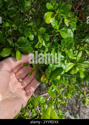 Randia aculeata L Stock Photo - Alamy