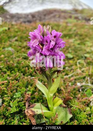 Irish Marsh-orchid (Dactylorhiza kerryensis Stock Photo - Alamy