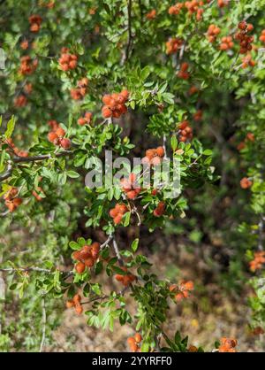 little leaf sumac (Rhus microphylla) Plantae Stock Photo - Alamy