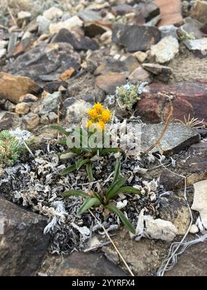 northern goldenrod (Solidago multiradiata Stock Photo - Alamy