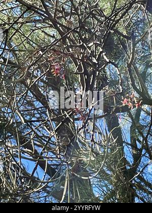 showy mistletoes (Loranthaceae Stock Photo - Alamy