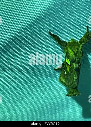 Spiny Oak-slug Moth (Euclea delphinii Stock Photo - Alamy