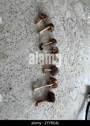 Pleated Pluteus (Pluteus longistriatus Stock Photo - Alamy