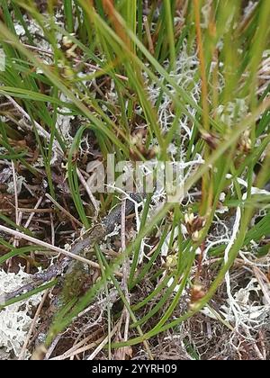 highland rush (Oreojuncus trifidus Stock Photo - Alamy