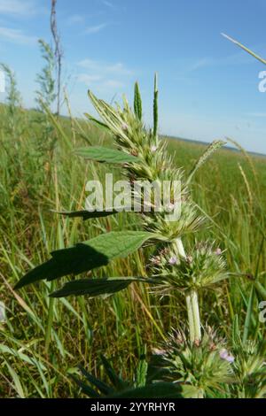 False Motherwort (Chaiturus marrubiastrum Stock Photo - Alamy