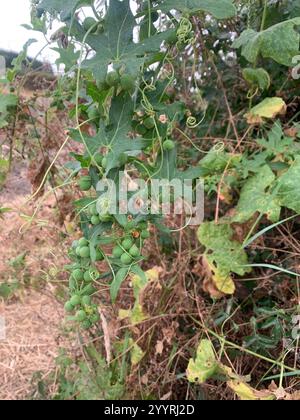 White Bryony (Bryonia cretica dioica Stock Photo - Alamy