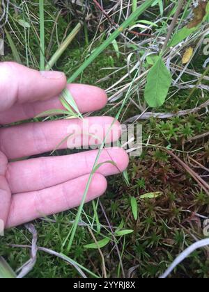 northern bog aster (Symphyotrichum boreale Stock Photo - Alamy