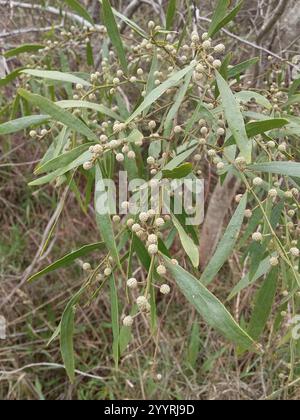 Varnish Wattle (Acacia verniciflua Stock Photo - Alamy