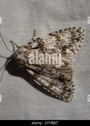 Marbled Oak Dagger (Acronicta marmorata Stock Photo - Alamy