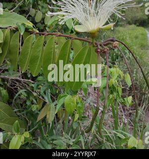 bay-leaved caper (Cynophalla flexuosa Stock Photo - Alamy