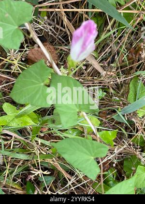 (Calystegia sepium roseata Stock Photo - Alamy